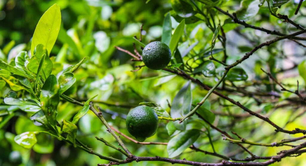 Reasons Why You Should Grow Your Own Calamansi Tree Today! - Georges Menu